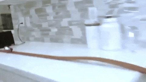 Catching Bread GIFs - Get the best GIF on GIPHY