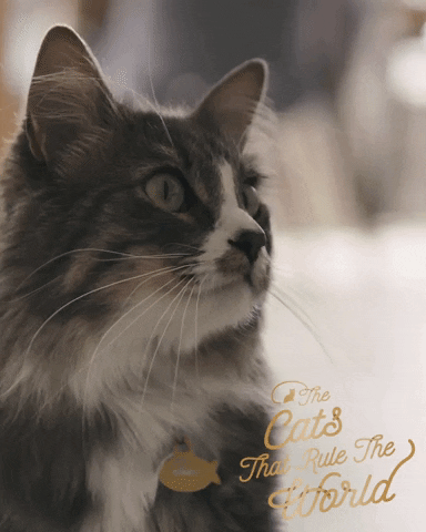 Crazy Cat Cats Rule GIF by Sheba Official - Find & Share on GIPHY