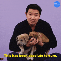 Question-dog GIFs - Get the best GIF on GIPHY