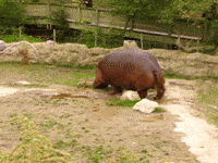 Diarrhea Gif