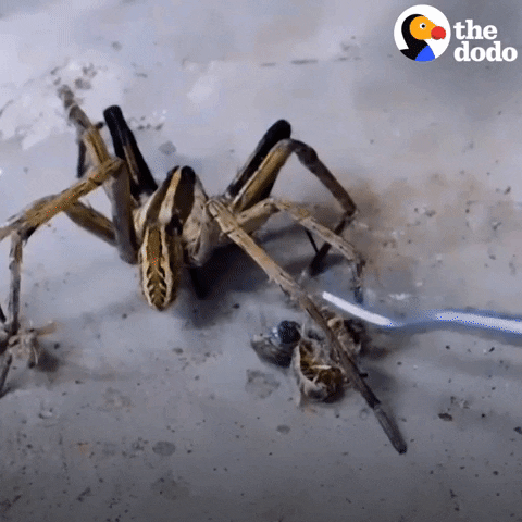 Insects GIFs on GIPHY - Be Animated