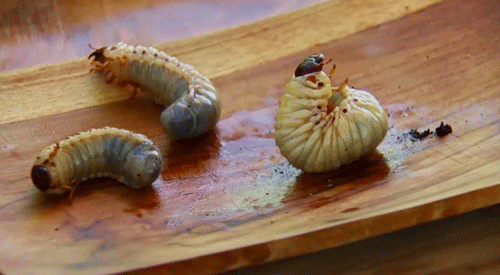 Survivor Worms GIF by CBS - Find & Share on GIPHY