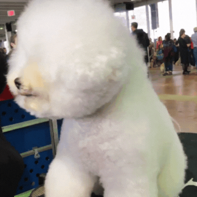 Dog Show GIF by Westminster Kennel Club - Find & Share on GIPHY