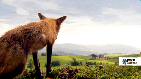 Was Sagt Der Fuchs Gif Kleiner Fuchs GIFs Find & Share On GIPHY