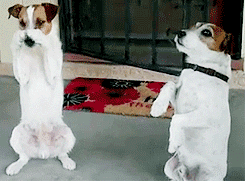 Dog Breed Profiles: Getting To Know The Jack Russell Terrier | Figo Pet ...