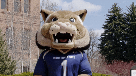 Montana State University GIFs - Get the best GIF on GIPHY