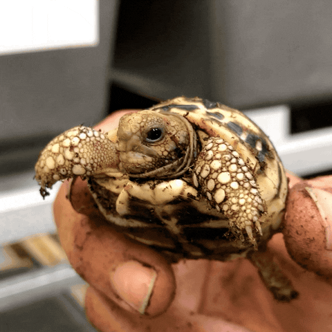 Come Of Our Your Shell GIFs - Get the best GIF on GIPHY