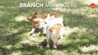 Branch-manager GIFs - Get the best GIF on GIPHY