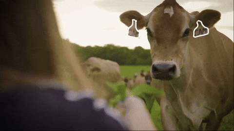 Cow Gif