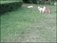 Funny Dog Fails Gifs