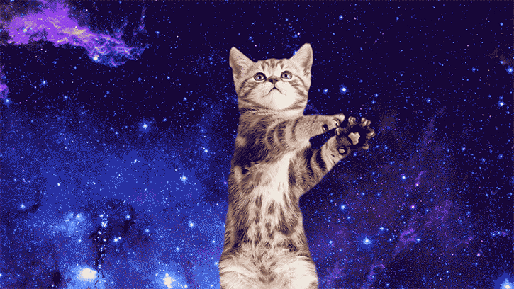 Space Cat Gif