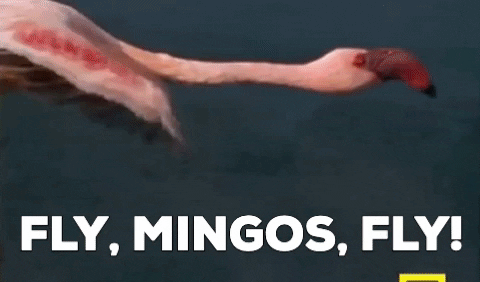 Fly Mingos Fly GIFs - Get the best GIF on GIPHY