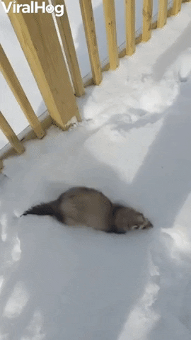 Pet Ferret Plays In The Snow GIF by ViralHog - Find & Share on GIPHY