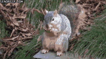 Squirrel Nuts GIFs - Get the best GIF on GIPHY