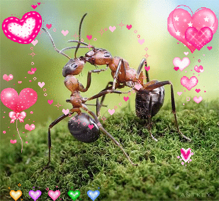 Wholesome Ant Content GIF - Find & Share on GIPHY