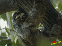 Interesting Sloth Gif