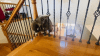 Raccoon-struggles-to-fit-through-railing GIFs - Get the best GIF on GIPHY