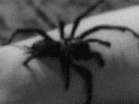 Spider Phobia GIFs - Get the best GIF on GIPHY