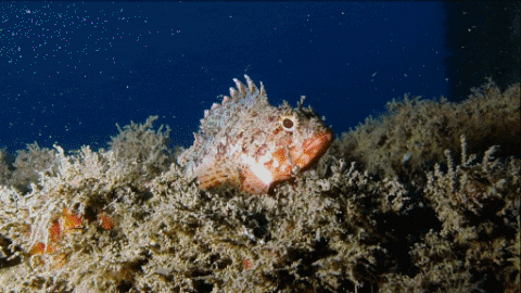 Peixos GIFs - Get the best GIF on GIPHY