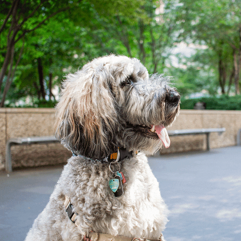 Hi Human GIFs - Get the best GIF on GIPHY