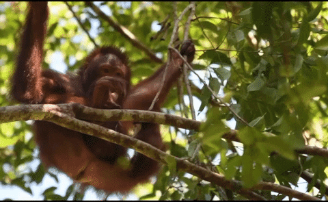 Kalimantan GIFs - Get the best GIF on GIPHY