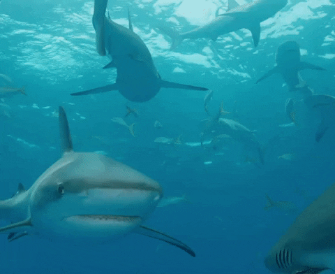 Jets Vs Sharks GIFs - Get the best GIF on GIPHY