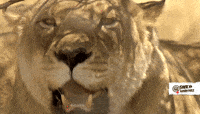 Roaring Lion Animated Gif