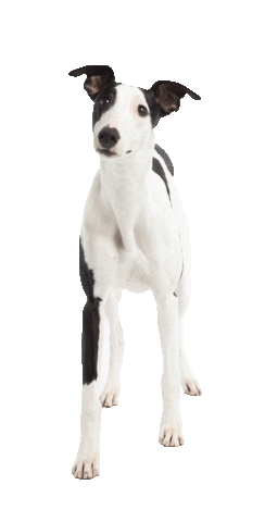 Best Dog Gifs by Diggs Pet | GIPHY