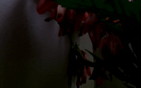 Obituary Flowers GIFs - Get the best GIF on GIPHY