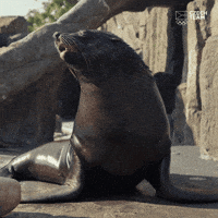 Clapping Seal Gif