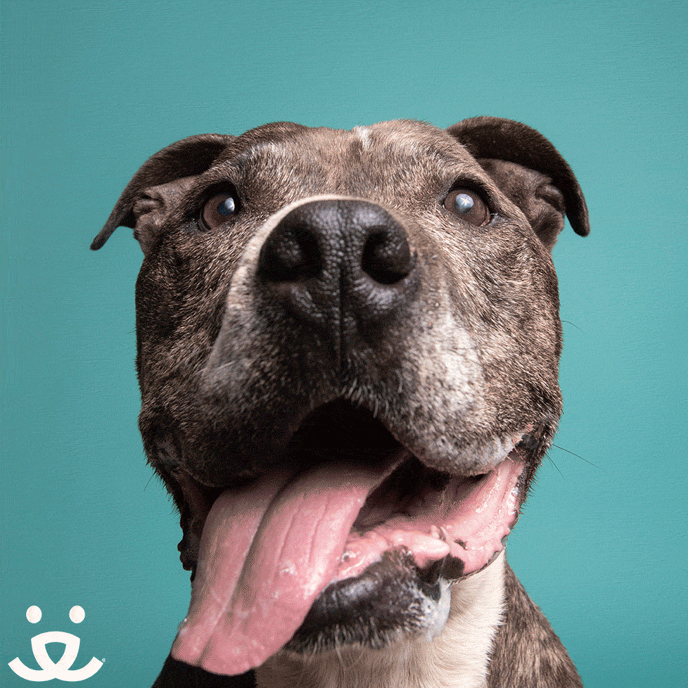 Happy Dog GIF by Best Friends Animal Society - Find & Share on GIPHY