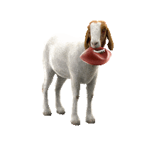 Aflac CFB 2022 Stickers and Gifs GIFs on GIPHY - Be Animated