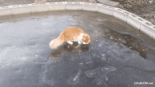 New Giphy photo tagged: cat, animals, ice – Cats On Web
