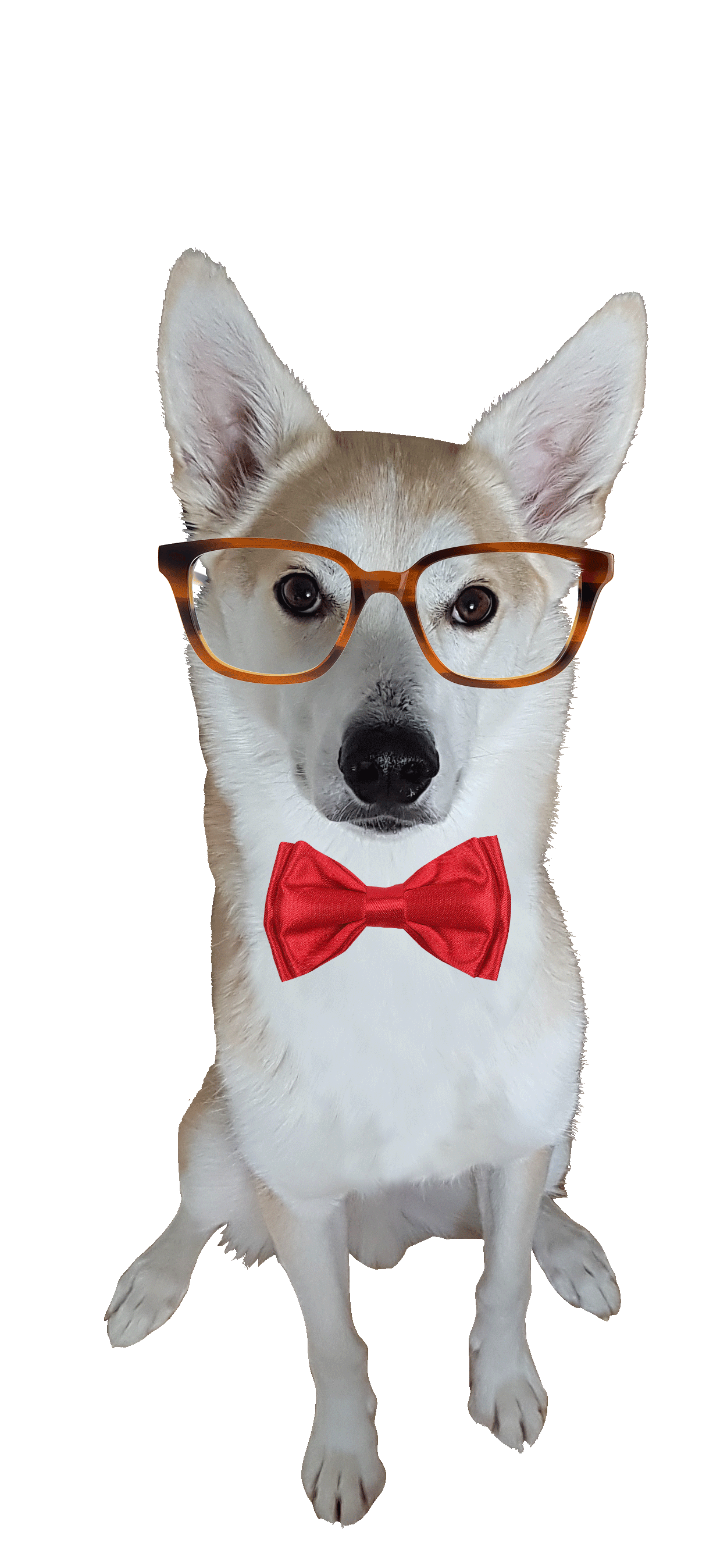 Dog Nerd Sticker by Tales&Tails for iOS & Android | GIPHY