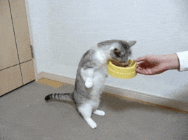 Cat Eating GIFs - Find & Share on GIPHY