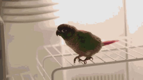 Spooked Kooks GIFs - Get the best GIF on GIPHY