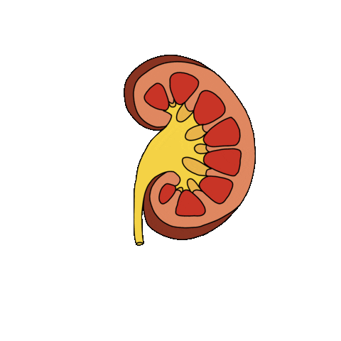 Rim Kidney Sticker for iOS & Android | GIPHY