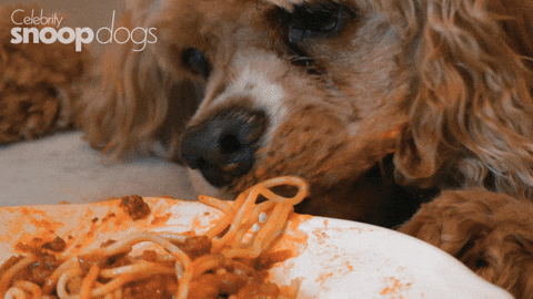 Puppy Eating Spaghetti