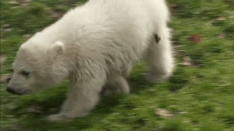 Ours Blanc GIFs - Get the best GIF on GIPHY