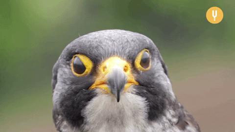 Confused Bird GIF by CuriosityStream - Find & Share on GIPHY
