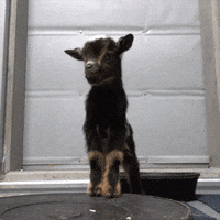 Baby Goat Gif