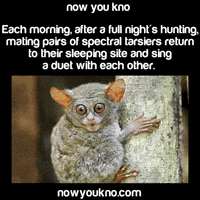 Dramatic Tarsier Gif