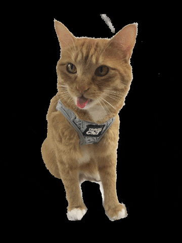 Cash Cat GIFs - Get the best GIF on GIPHY