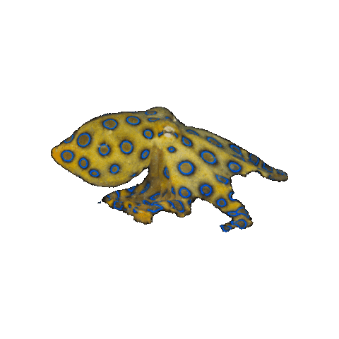 Real Cephalopod Sticker Pack GIFs on GIPHY - Be Animated