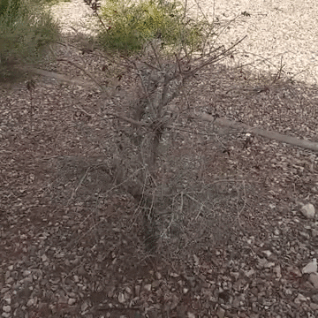 Some Herb GIFs - Get the best GIF on GIPHY