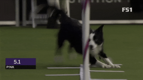 Dog Jump Fail Gif