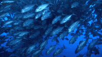 Animated School Of Fish Gif