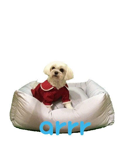 아르르 Sticker by arrr_official for iOS & Android | GIPHY