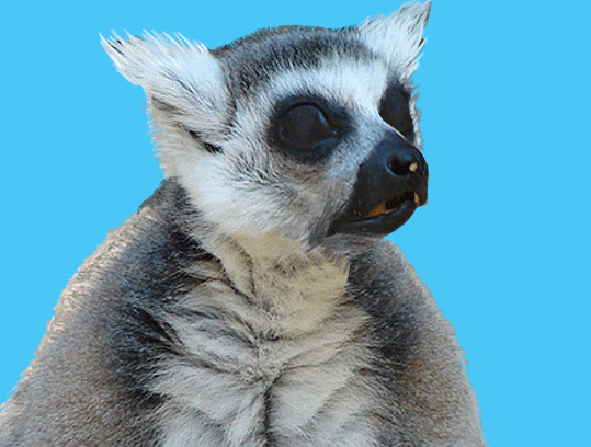 Comooo GIFs - Get the best GIF on GIPHY