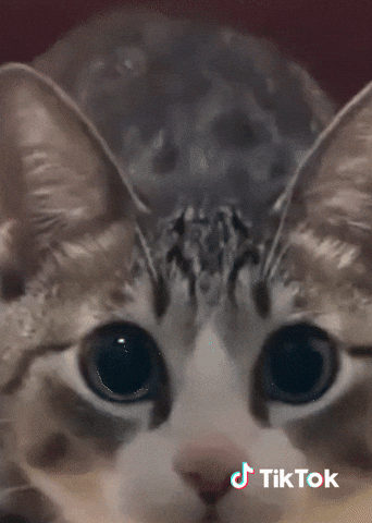 Chat Jemenfou GIF by TikTok France - Find & Share on GIPHY